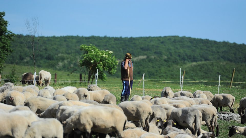 Top 50 RRA | Radio România Actualitați